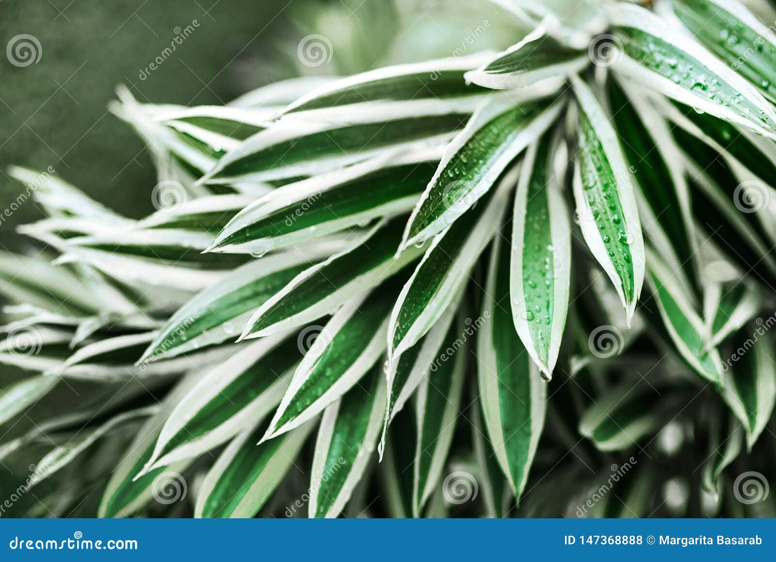 Beautiful Leaves Background for Wallpaper Stock Photo - Image of ...