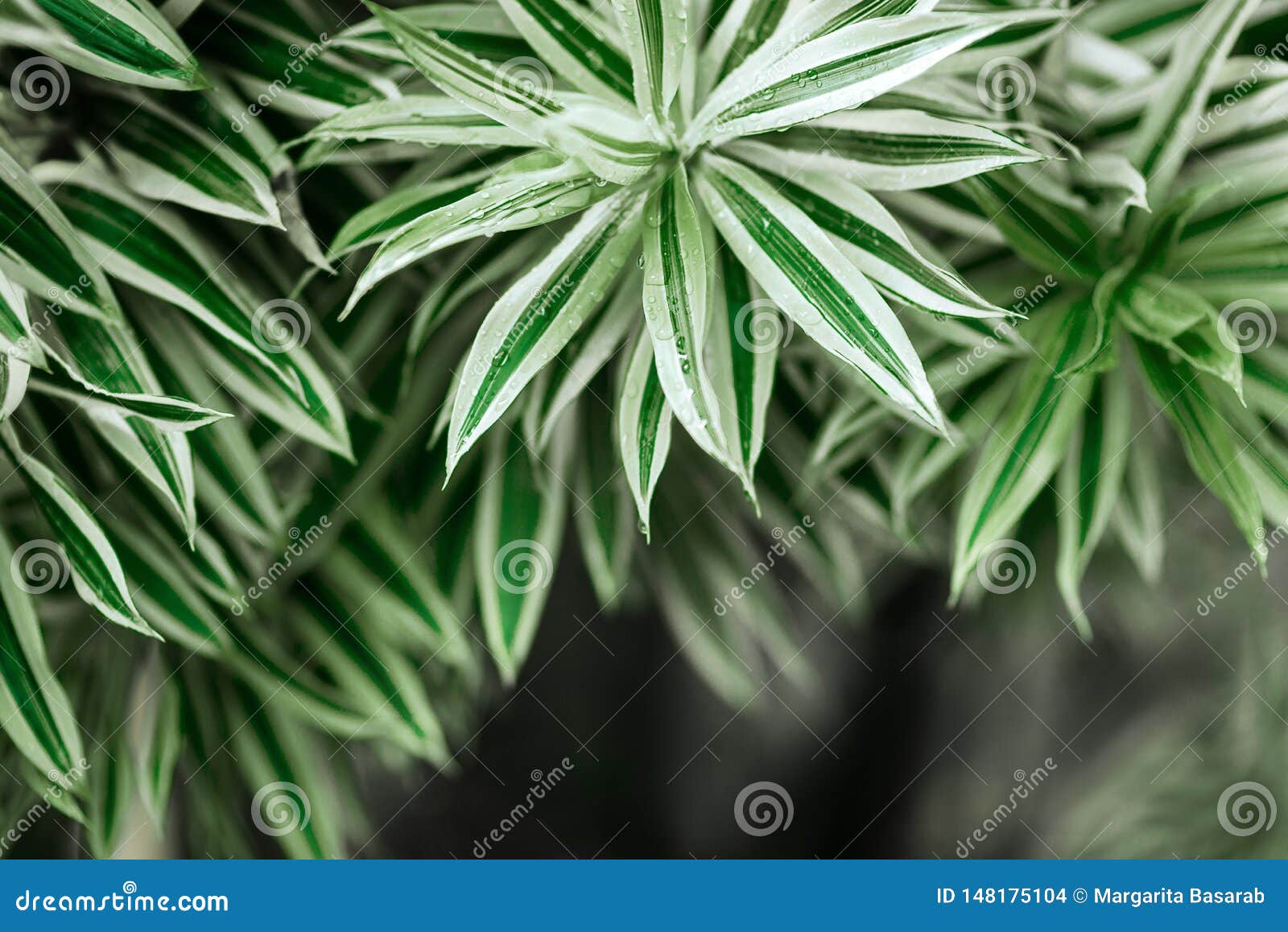 Beautiful Leaves Background for Wallpaper Stock Photo - Image of garden ...