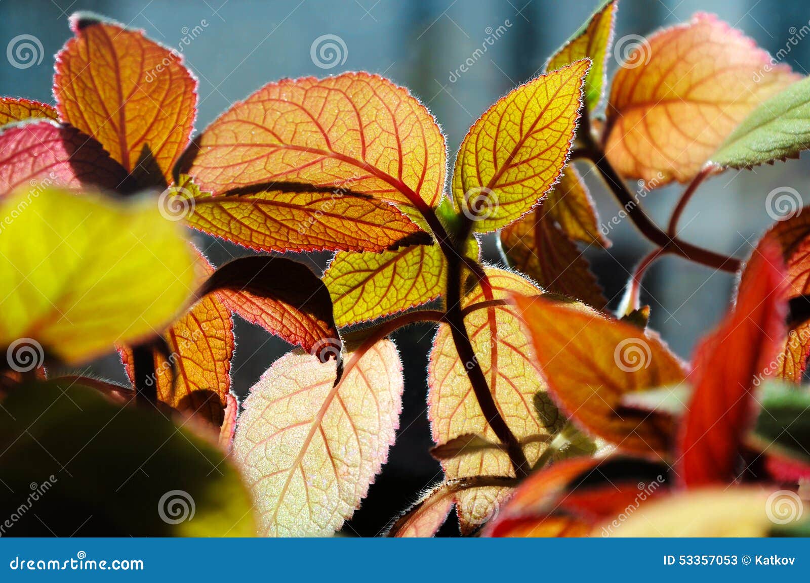 Beautiful leaves stock image. Image of leaf, leaves, decorative - 53357053