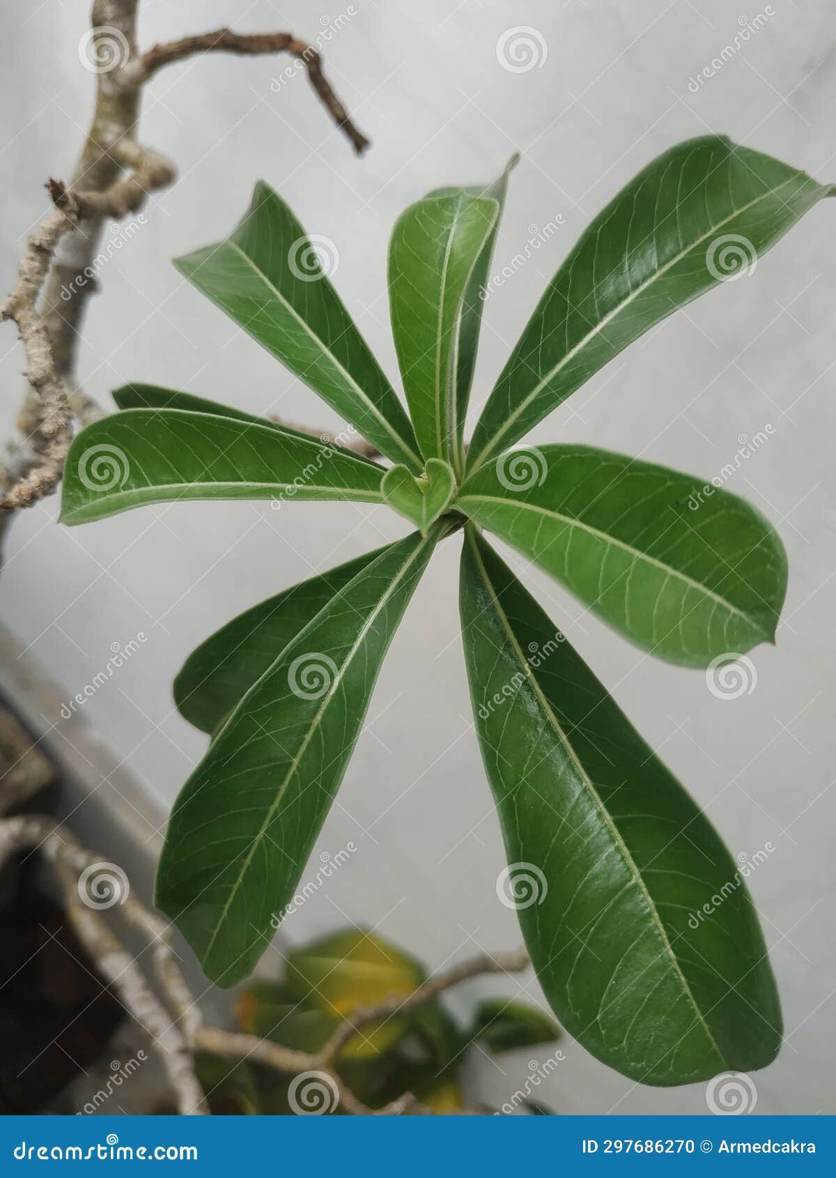 Beautiful Leaves in East Java, Indonesia Stock Photo - Image of ...
