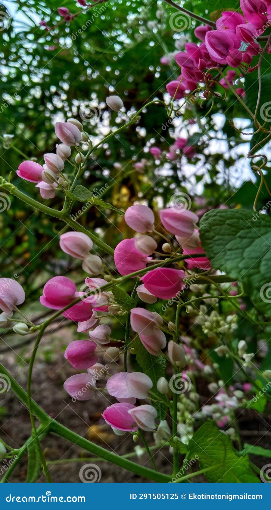 Beautiful Leaves End Flowers Stock Image - Image of flowers, leaves ...