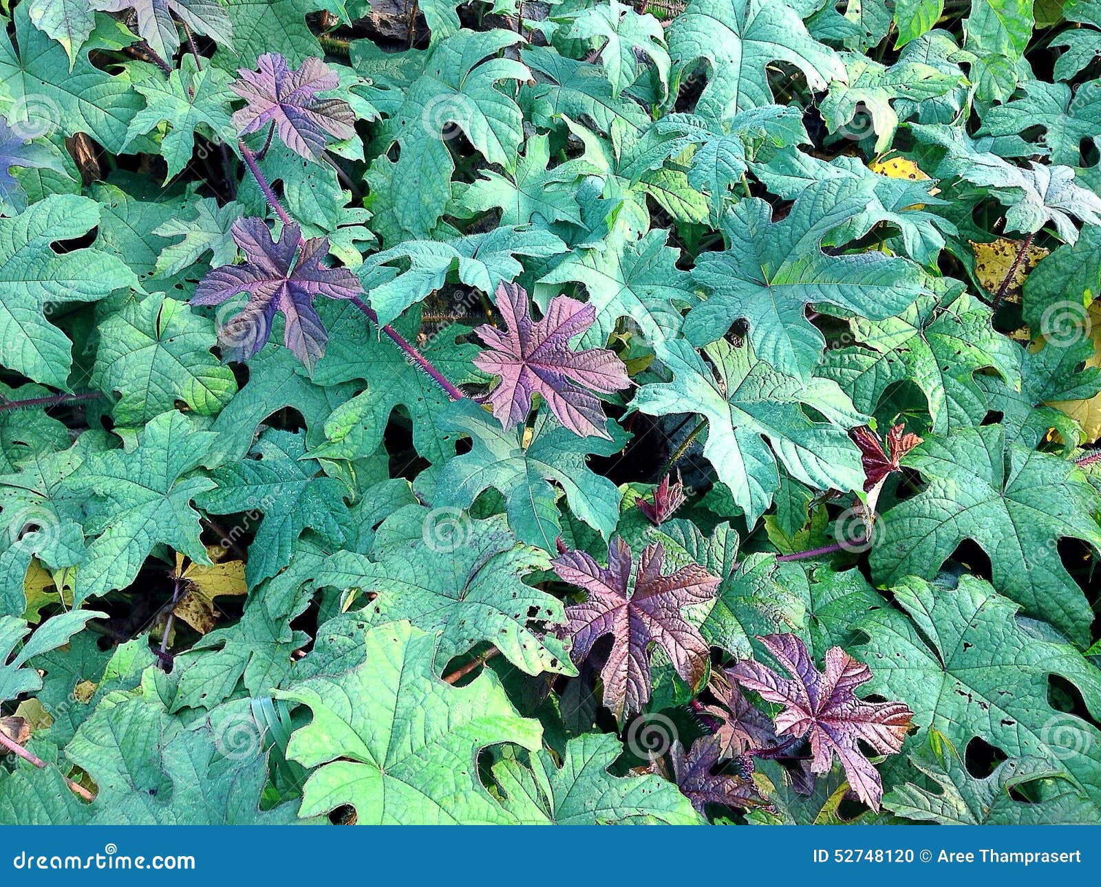 Beautiful leaves stock photo. Image of green, fresh, leaves - 52748120