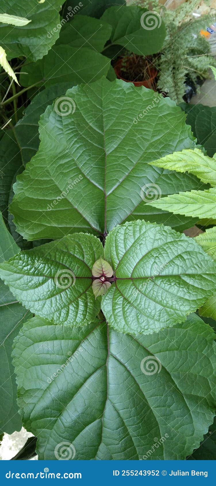 A Beautiful Leaves and Green Colors with Bumpy Shape Stock Photo ...