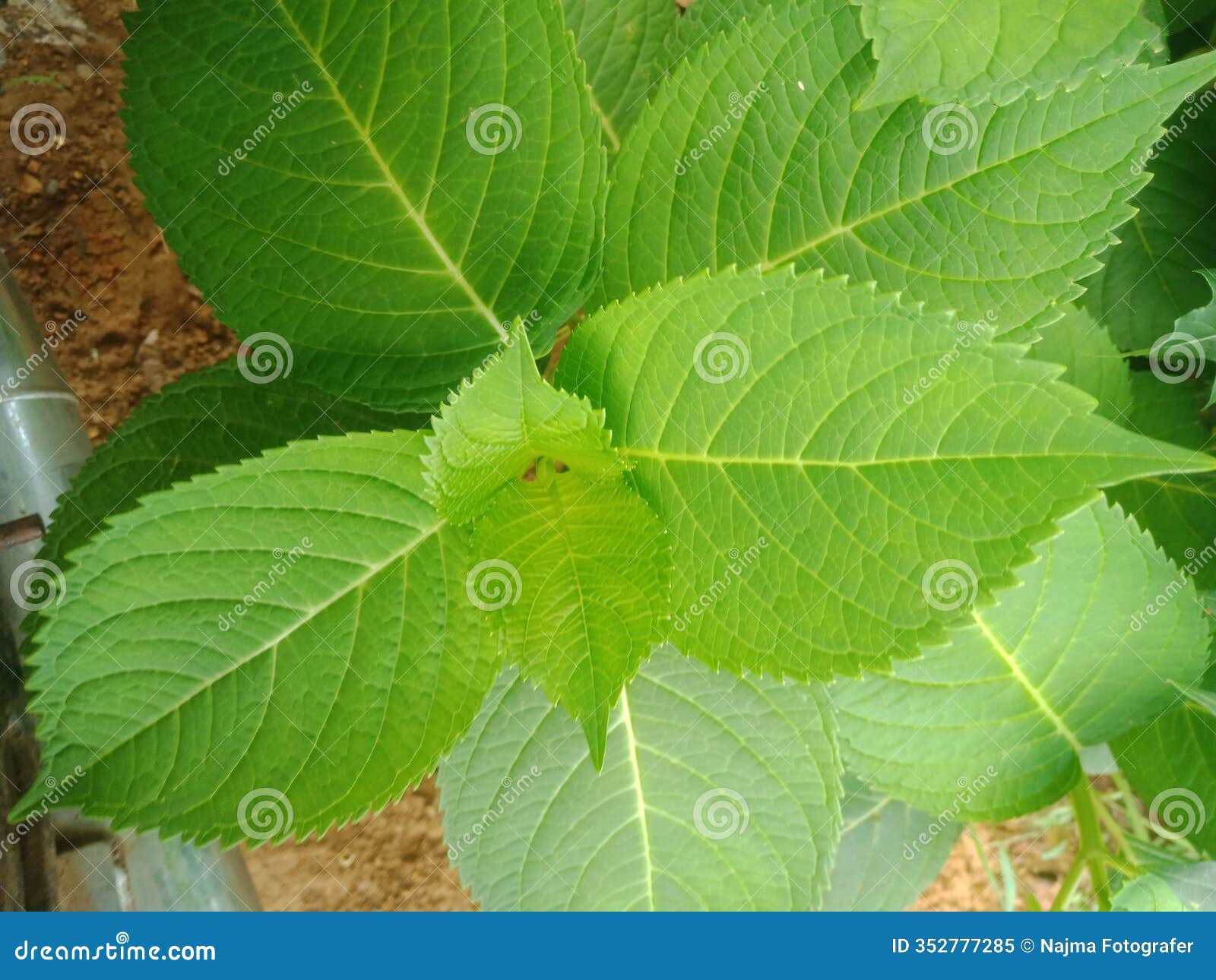 Beautiful Leaves, Green, with the Scientific Name Deinanthe Stock Image ...