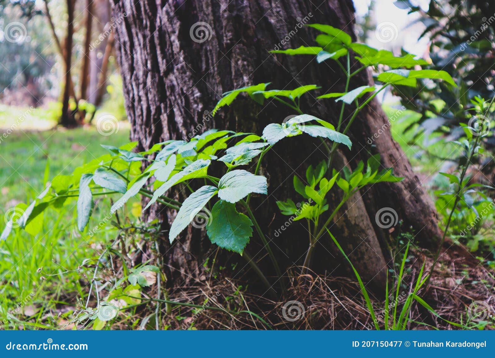 Beautiful Leaves Growing at the Base of the Tree Stock Image - Image of ...