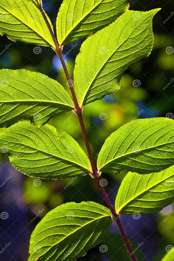 Beautiful Leaves of a Hazlenut Tree Stock Image - Image of closeup ...