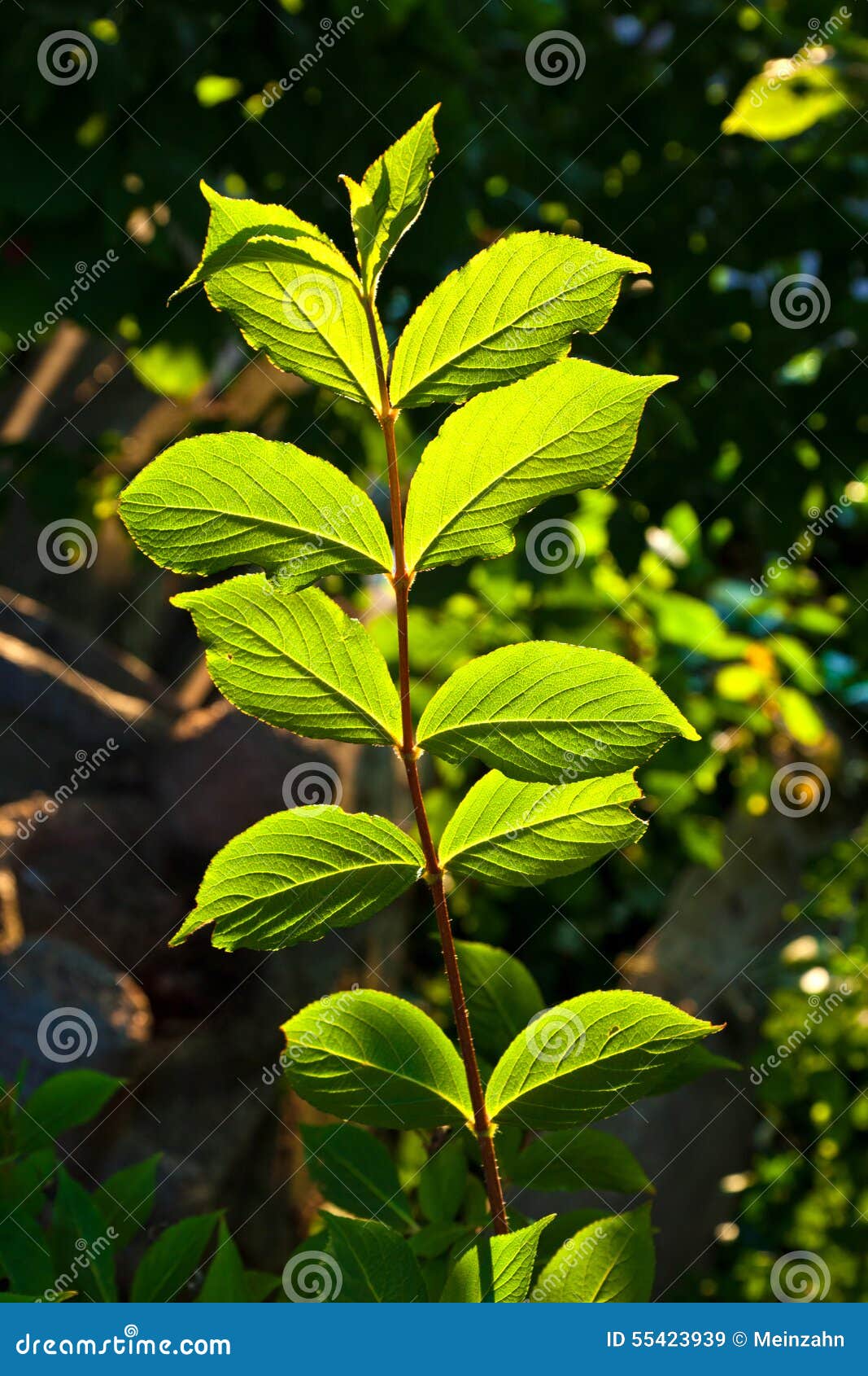 Beautiful Leaves of a Hazlenut Tree Stock Image - Image of closeup ...