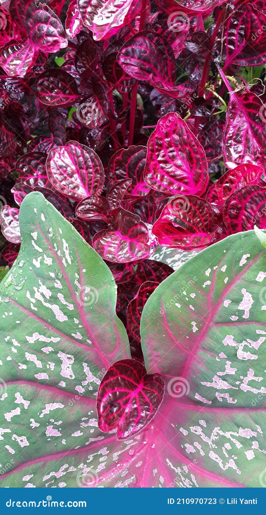 Beautiful Leaves of Light Color Look Unique and Unusual Stock Image ...