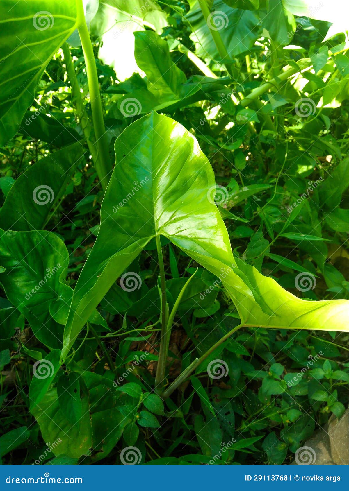Beautiful Leaves Lumbu and Plant in Java Stock Image - Image of ...