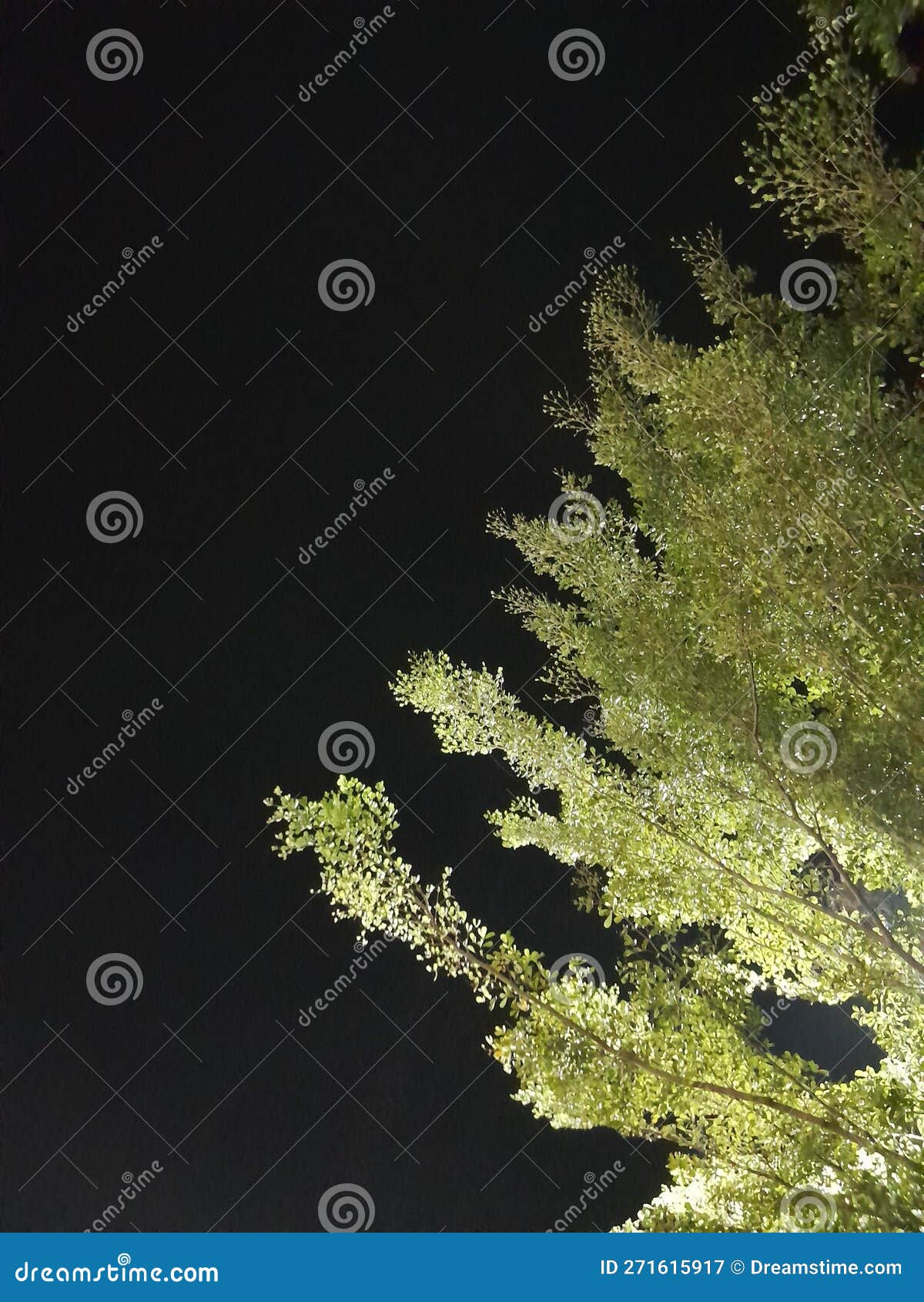 Beautiful leaves at night stock image. Image of indonesia - 271615917