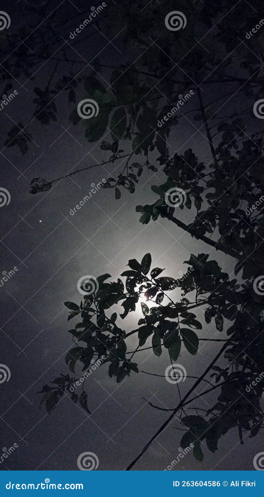 Darkness stock photo. Image of beautiful, painting, leaves - 263604586