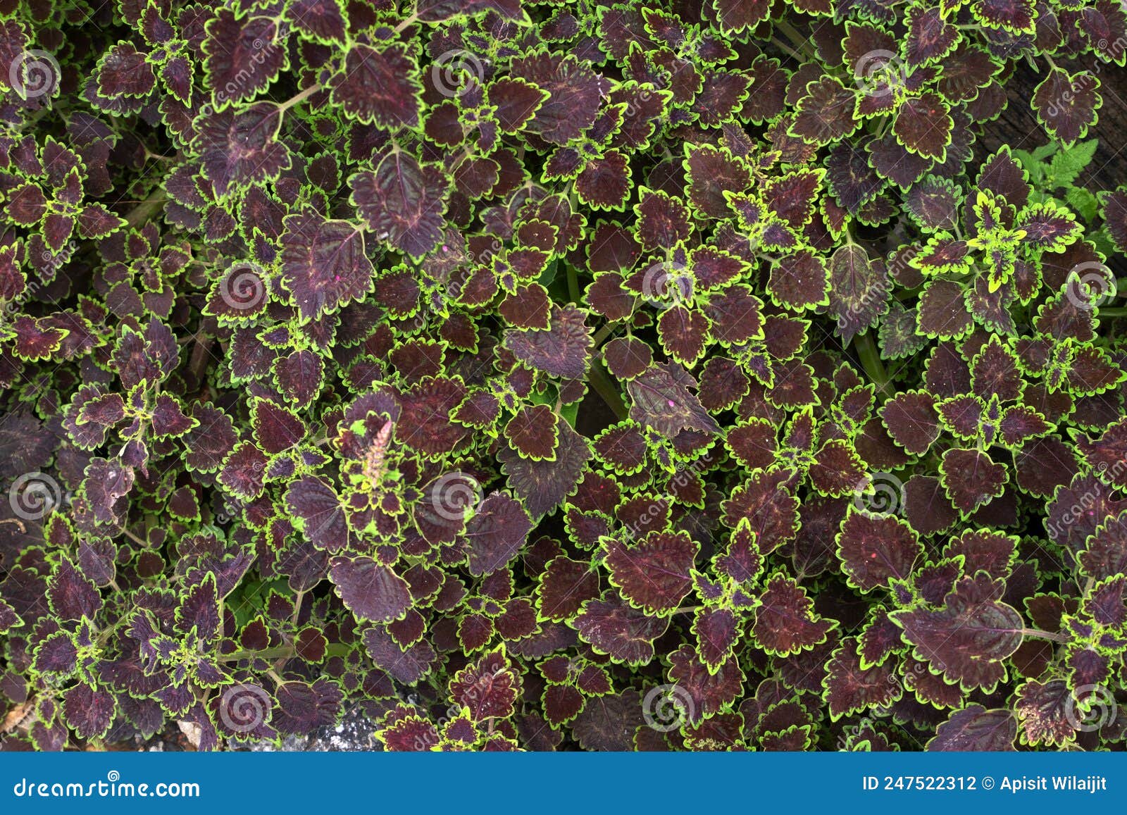 Beautiful Leaves Pattern for Nature Background. Stock Photo - Image of ...