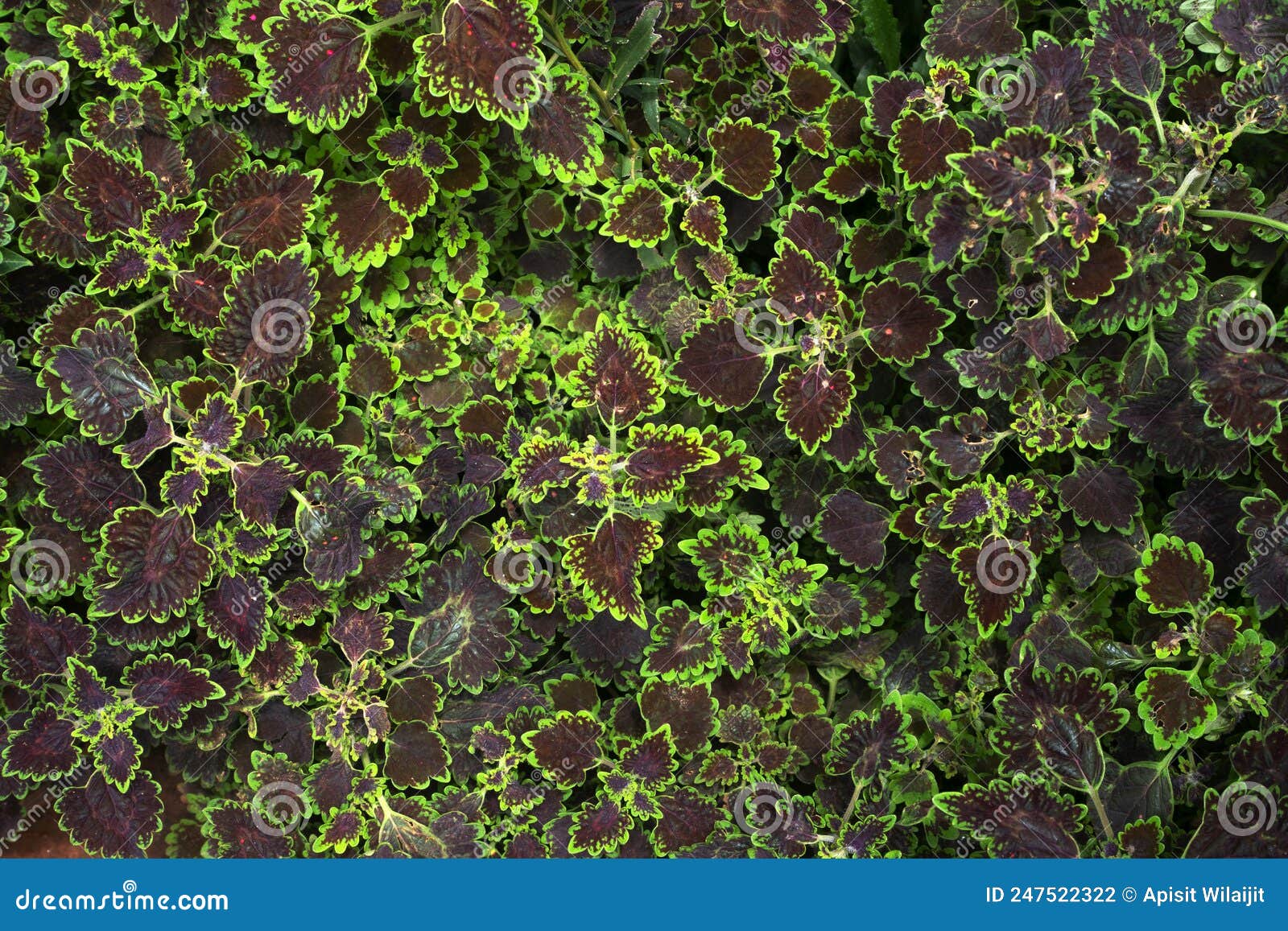 Beautiful Leaves Pattern for Nature Background. Stock Photo - Image of ...