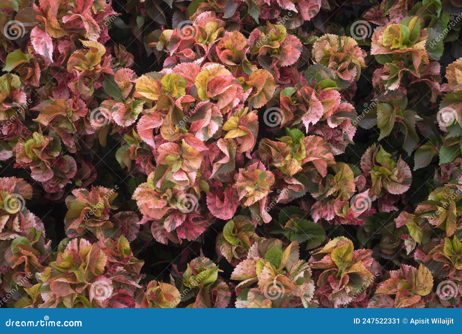 Beautiful Leaves Pattern for Nature Background. Stock Image - Image of ...