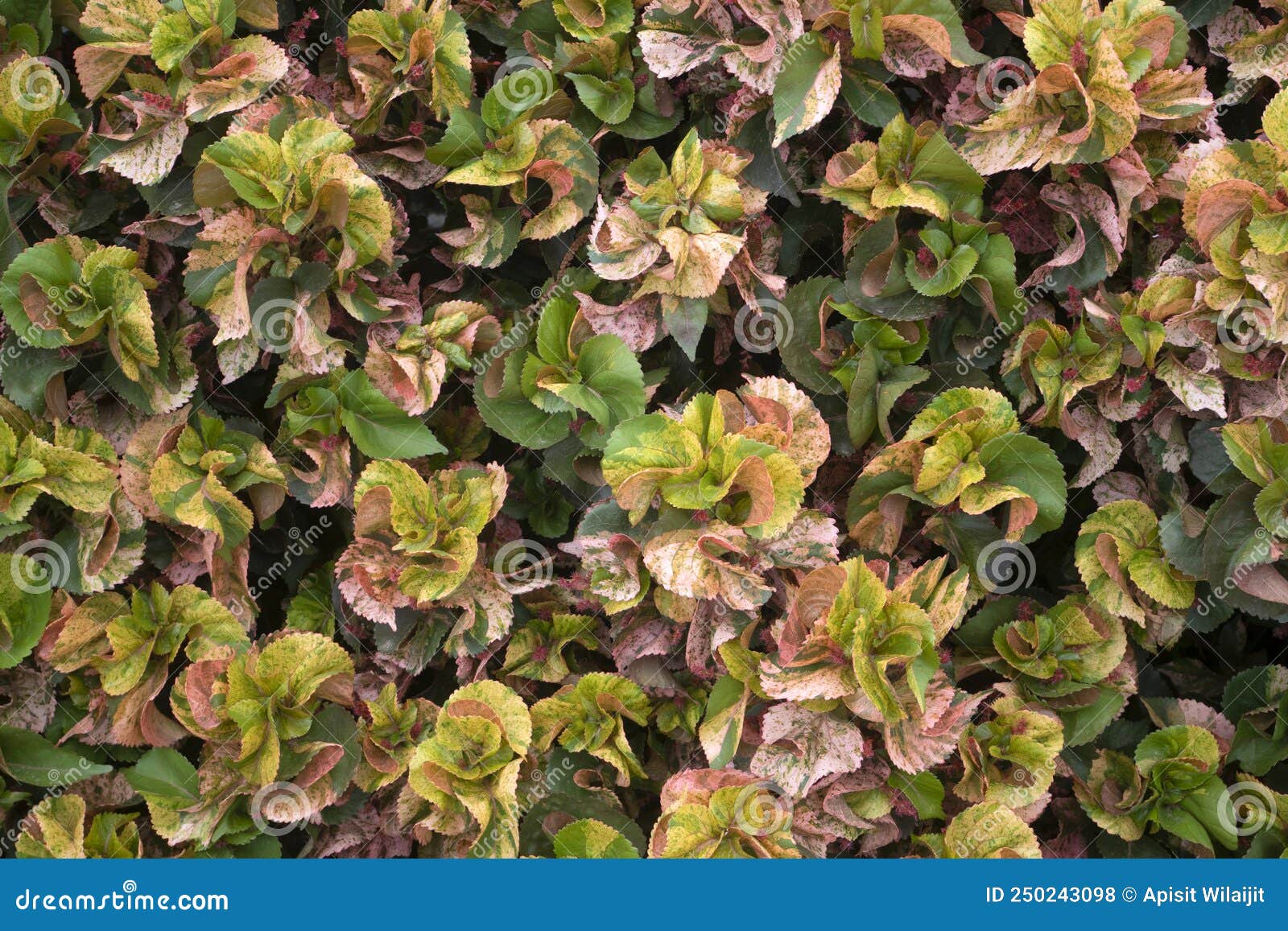 Beautiful Leaves Pattern for Nature Background. Stock Photo - Image of ...