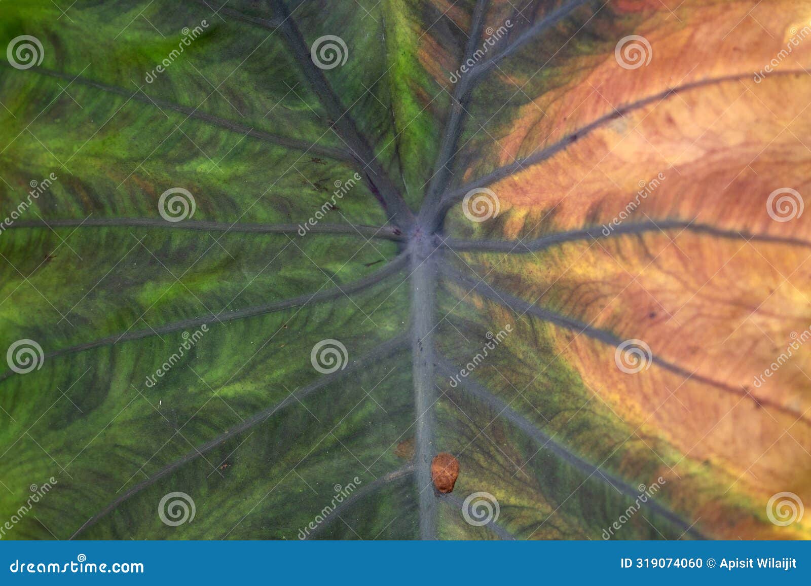 Close Up Beautiful Leaves Pattern for Nature Background Stock Photo ...