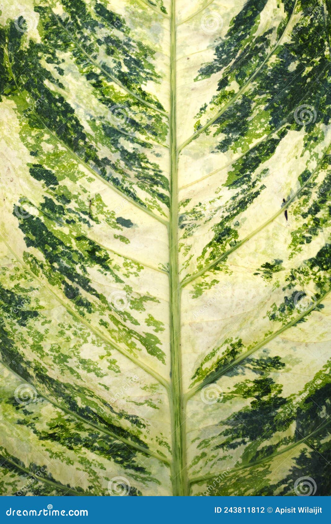 Beautiful Leaves Pattern for Nature Background. Stock Photo - Image of ...
