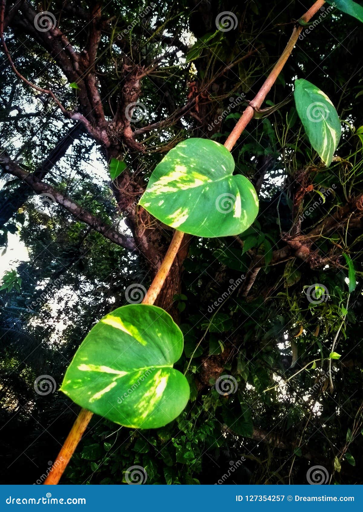 Leaves of Amazon stock image. Image of forests, leaves - 127354257