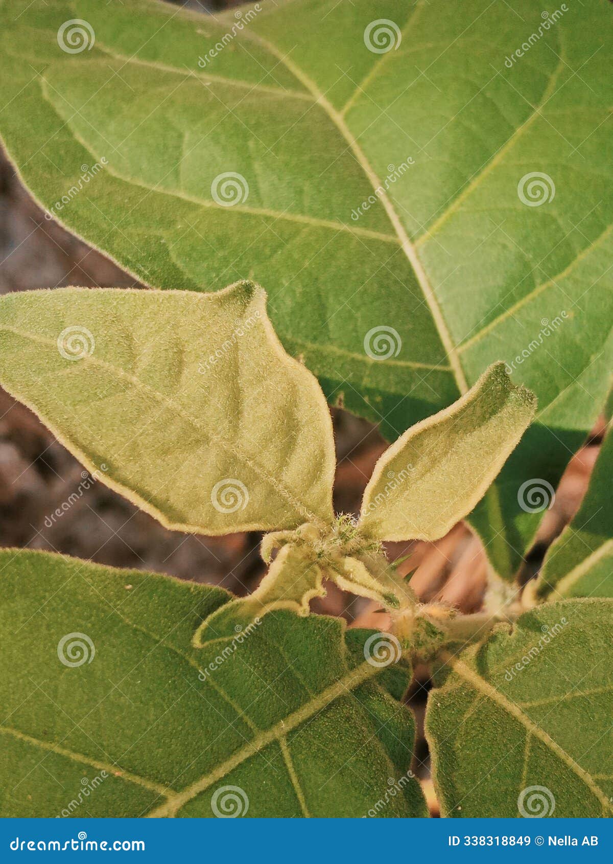 Beautiful Leaves with Soft Indumentum Stock Image - Image of leaf, soft ...