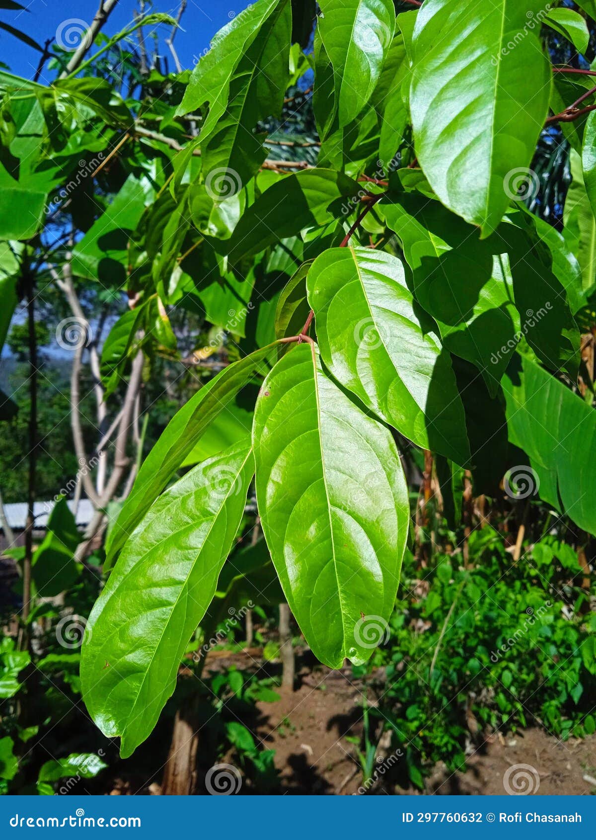 Beautiful Leaves with a Striking Fresh Green Color Stock Photo - Image ...