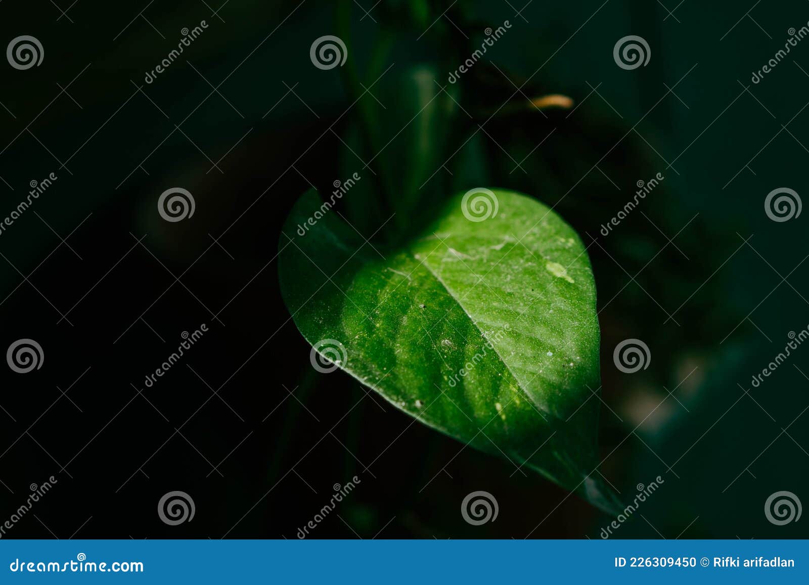 Beautiful Leaves in the Sun Stock Photo - Image of plant, leaves: 226309450
