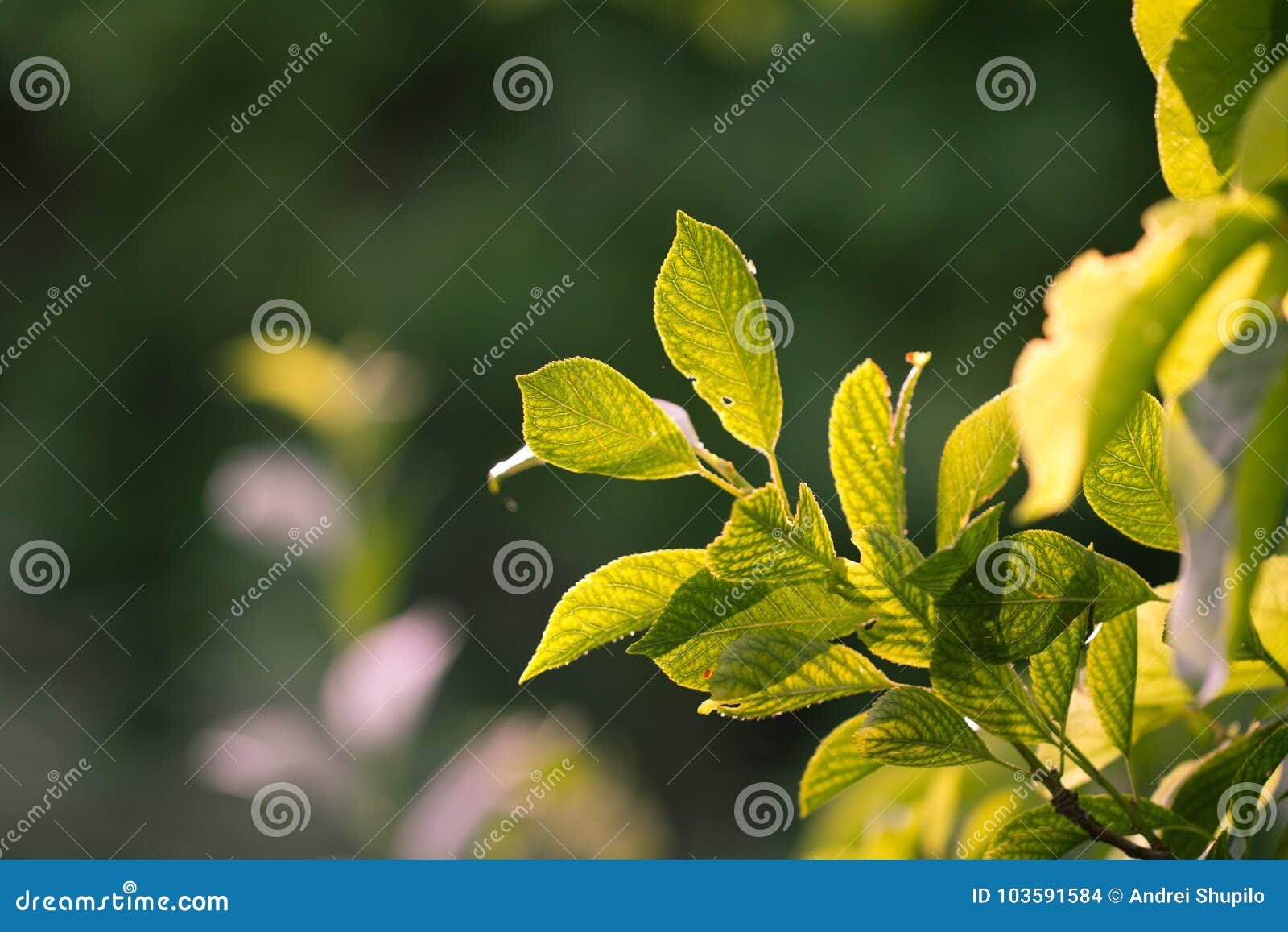 Beautiful Leaves of a Tree in Nature Stock Photo - Image of park ...