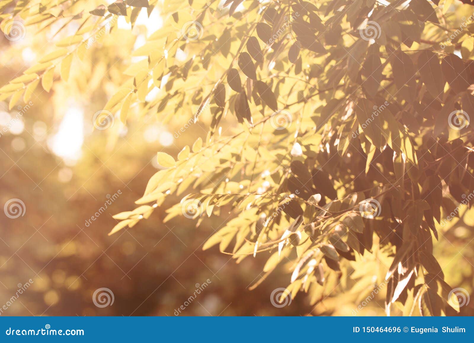 Beautiful Leaves of a Tree in the Setting Sun Stock Photo - Image of ...