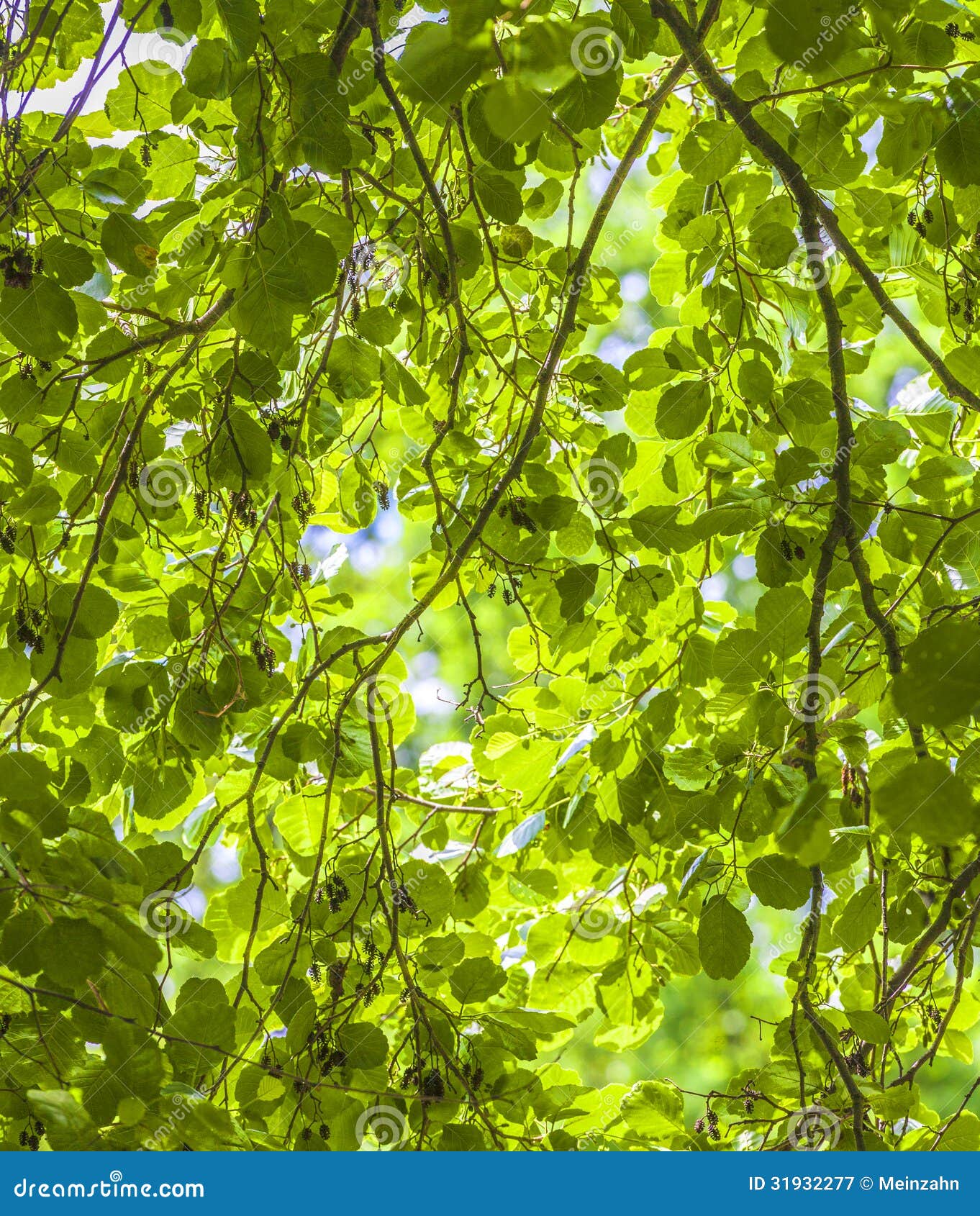 Beautiful leaves of tree stock image. Image of still - 31932277