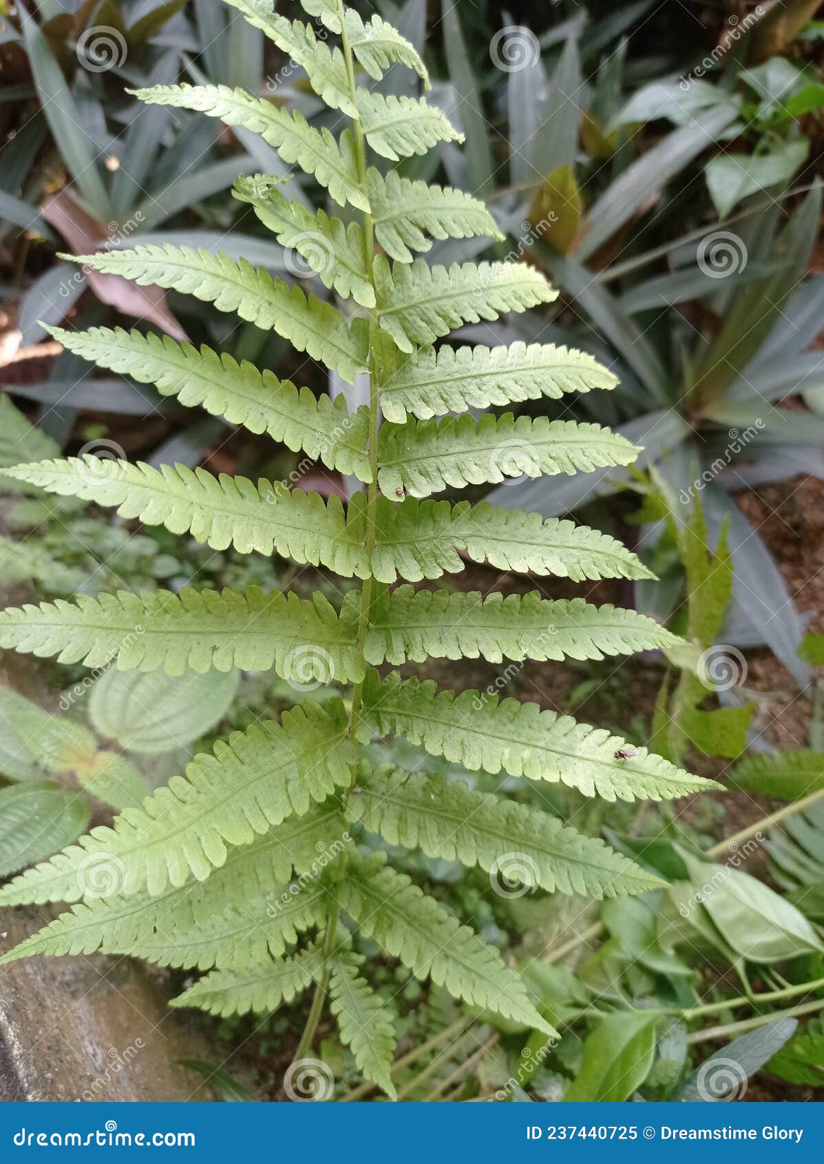 Beautiful Leaves with Unique Shape Stock Image - Image of leaves, tree ...