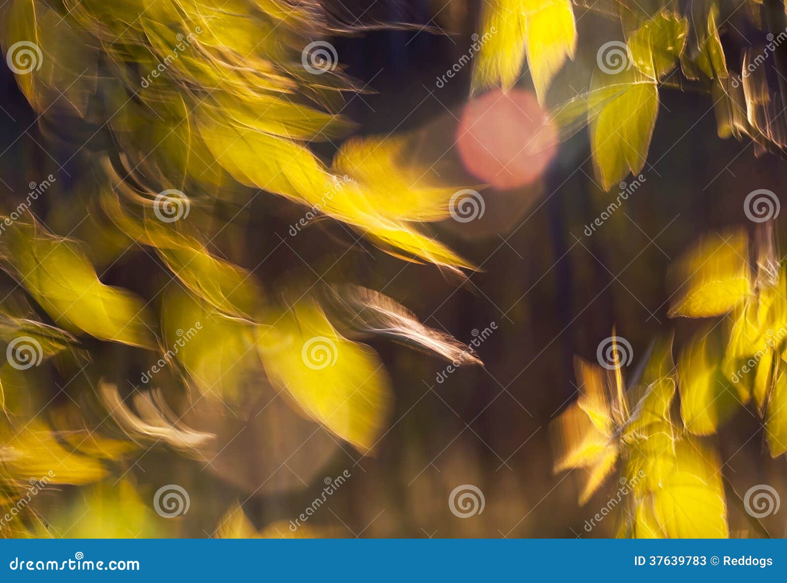 Beautiful Leaves in the Wind Stock Image - Image of spring, detail ...
