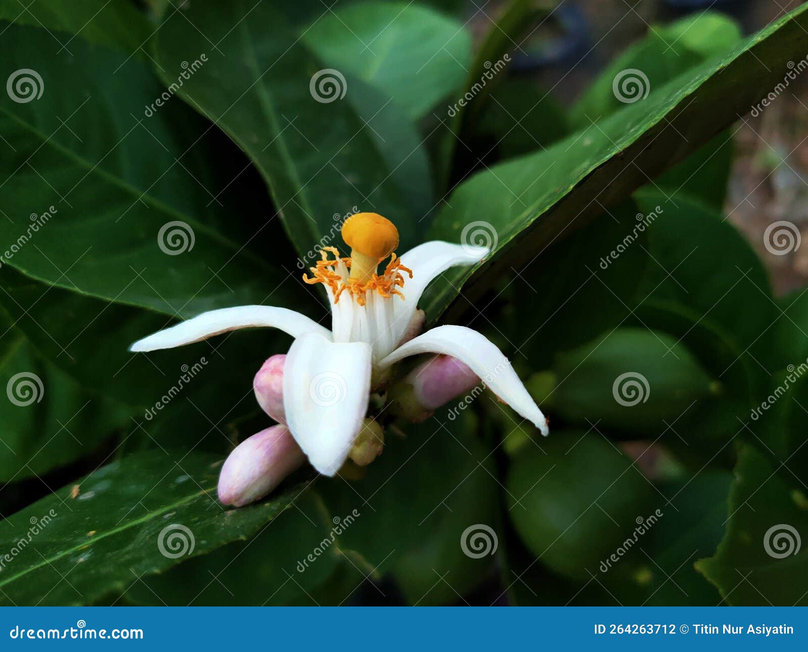 Beautiful lemon flowers stock photo. Image of harvest - 264263712