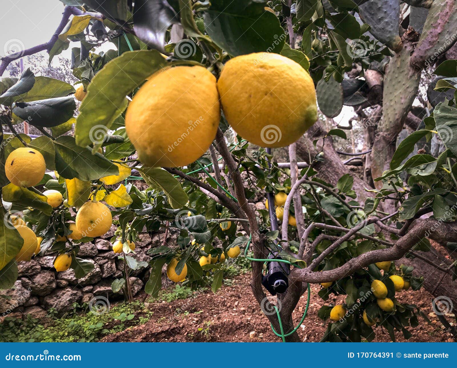A Beautiful Lemon Tree in the South of Italy Stock Image - Image of ...