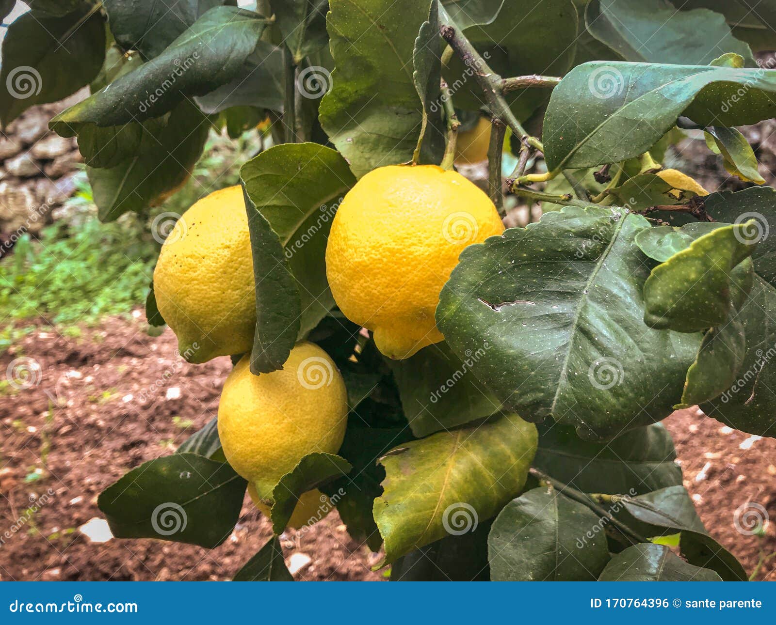 A Beautiful Lemon Tree in the South of Italy Stock Photo - Image of ...