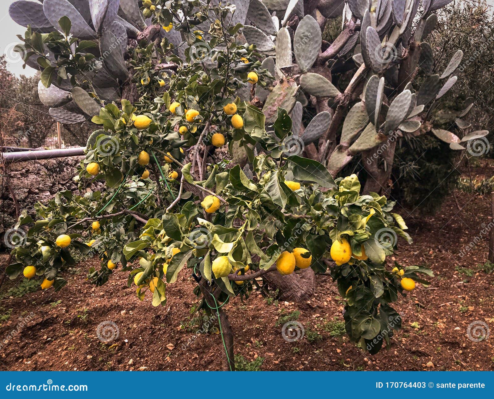 A Beautiful Lemon Tree in the South of Italy Stock Image - Image of ...