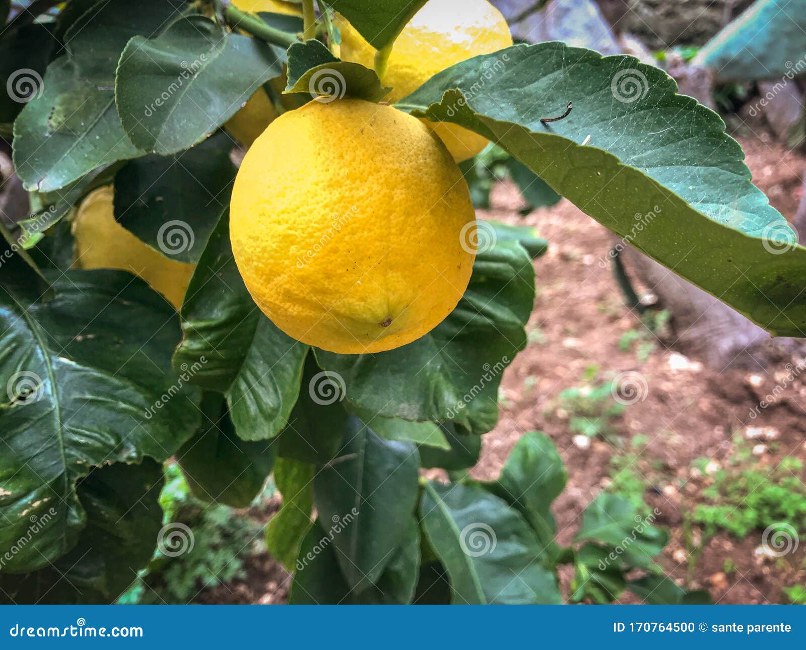 A Beautiful Lemon Tree in the South of Italy Stock Photo - Image of ...