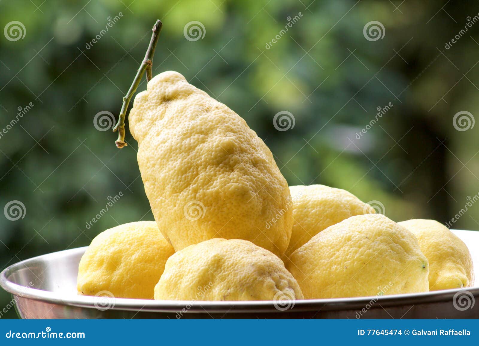 Beautiful Lemons from Amalfi Coast Stock Photo - Image of scent, italy ...