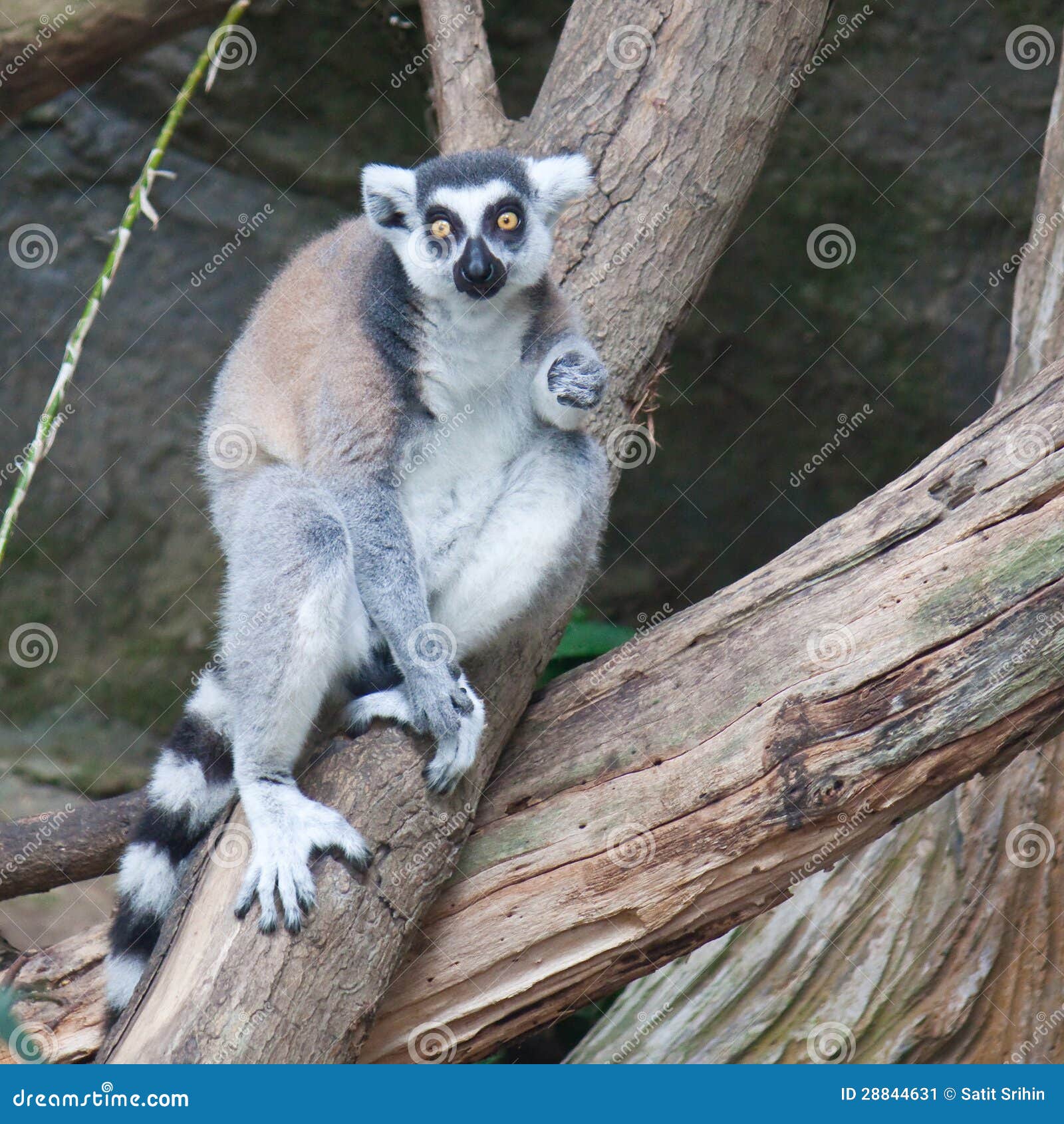 Beautiful lemur stock image. Image of animal, rain, african - 28844631
