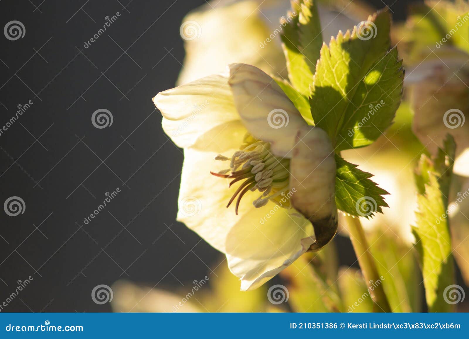 Beautiful Lenten Rose in Backlight Stock Photo - Image of cream, garden ...