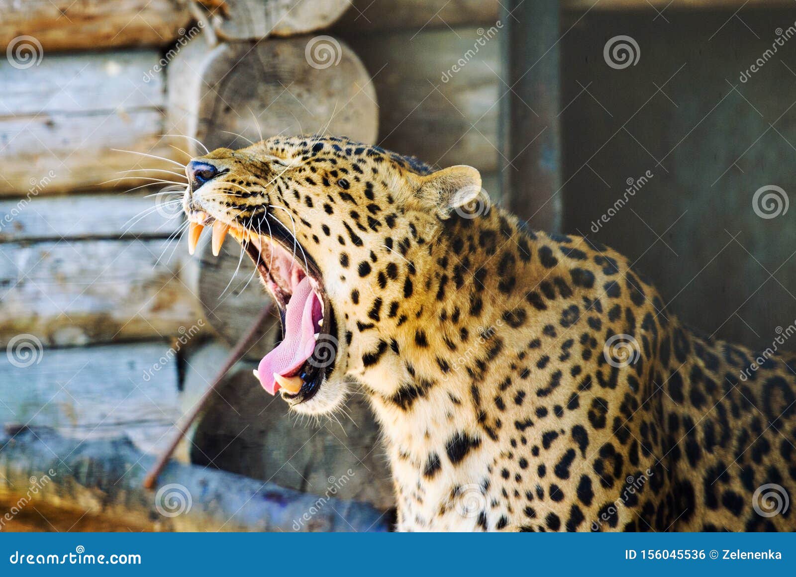 Beautiful leopard stock photo. Image of jaguar, animals - 156045536