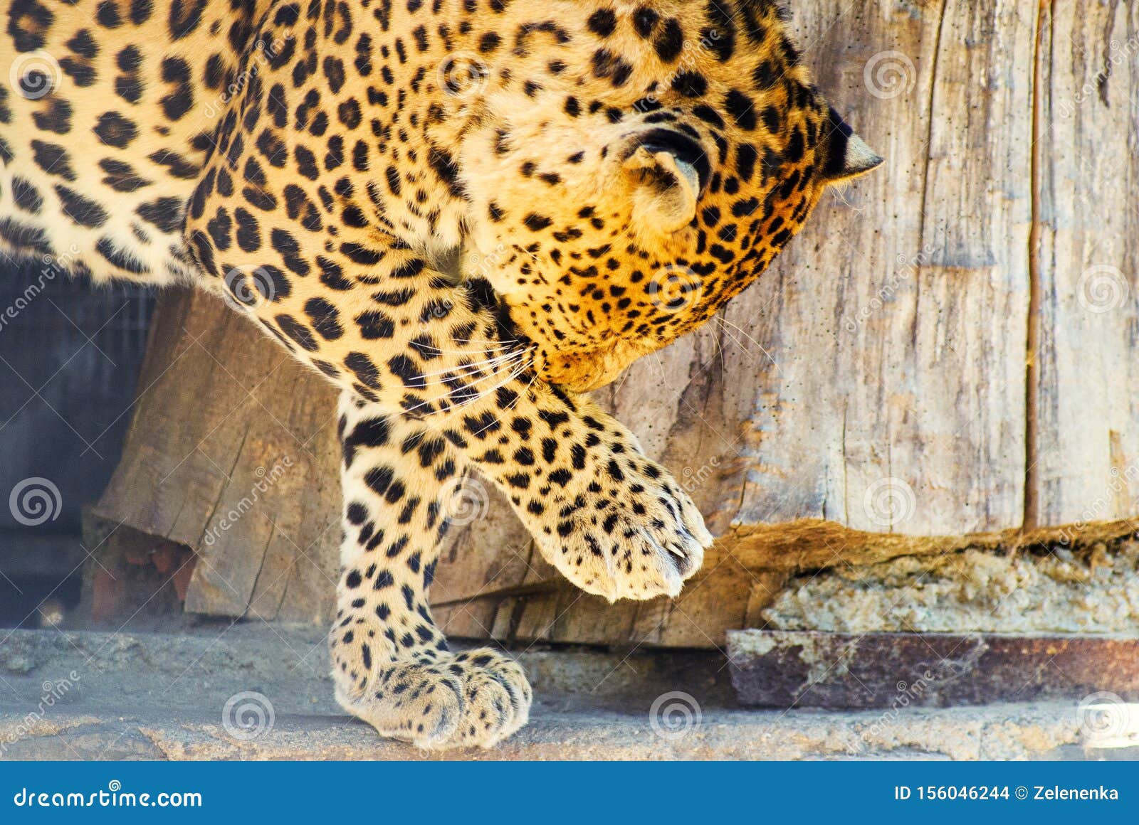 Beautiful leopard stock photo. Image of close, portrait - 156046244