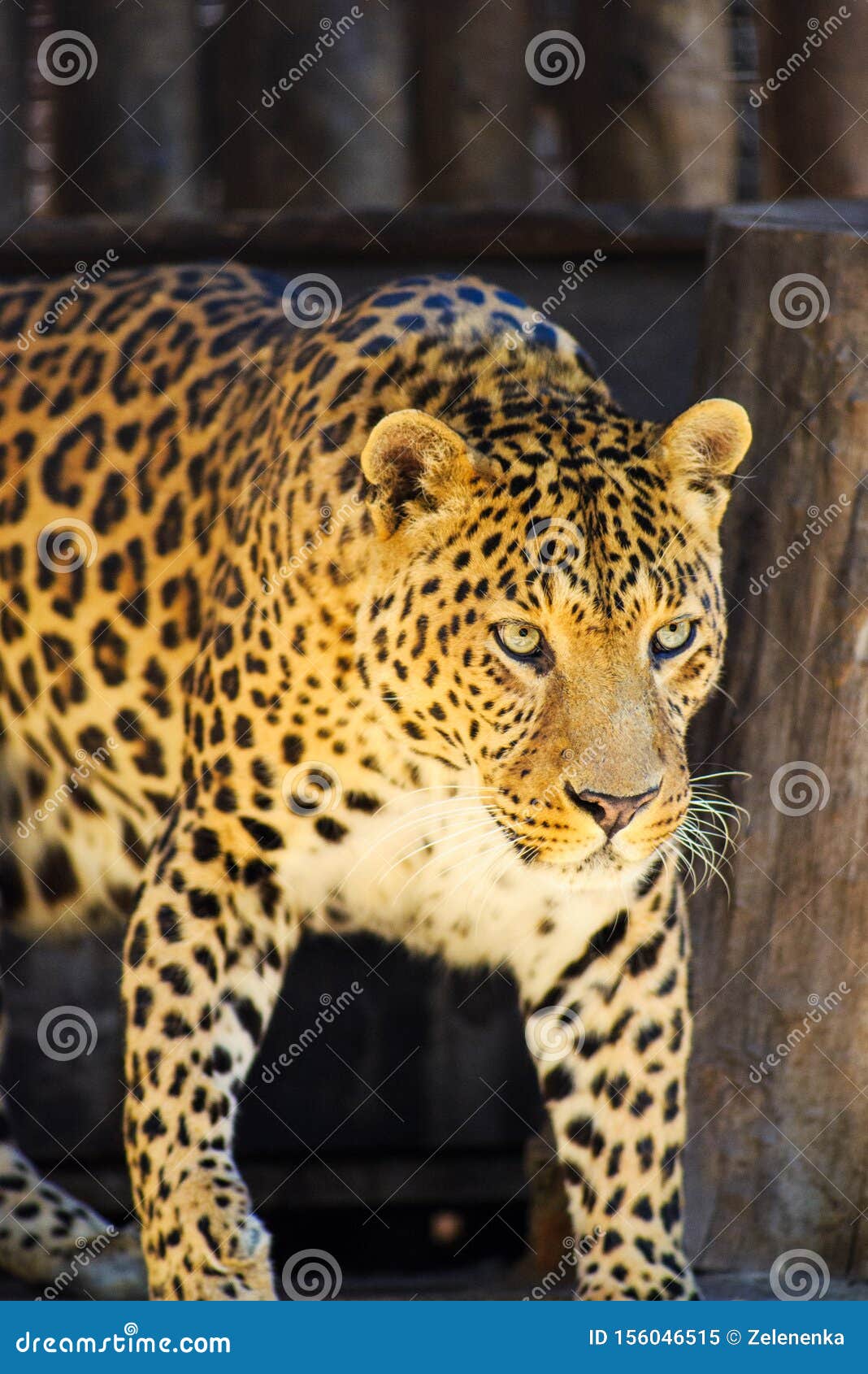 Beautiful leopard stock image. Image of game, leopards - 156046515