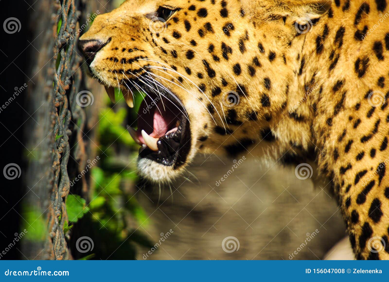 Beautiful leopard stock photo. Image of national, outdoors - 156047008