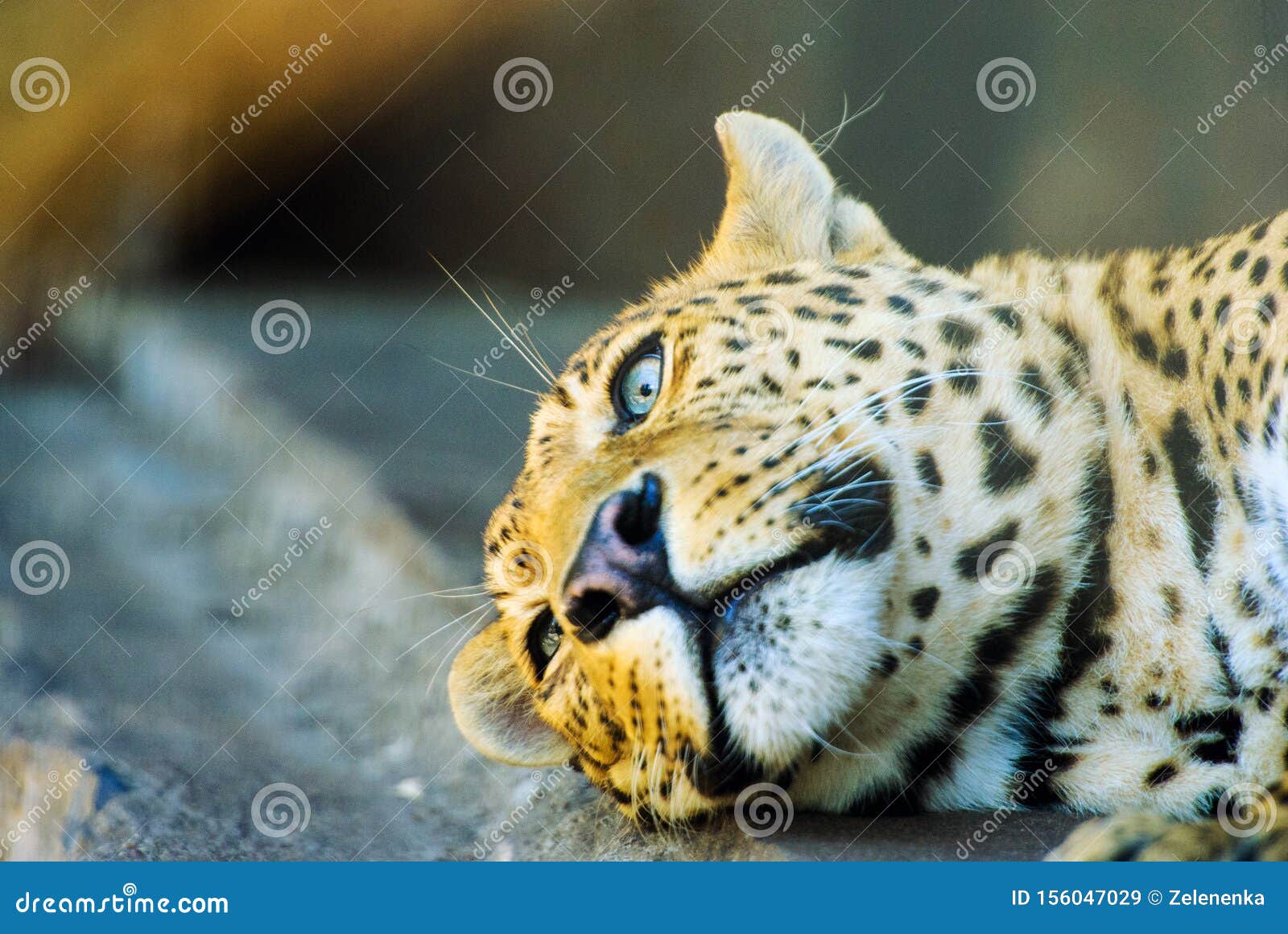 Beautiful leopard stock image. Image of africa, face - 156047029