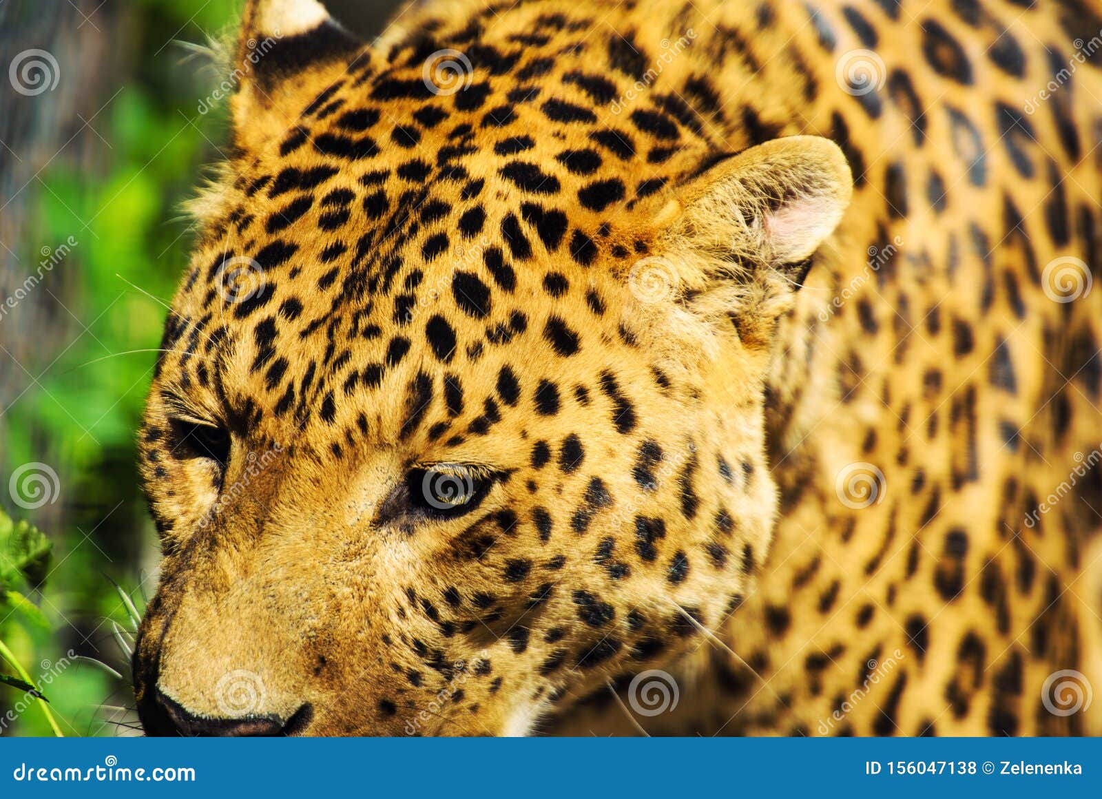 Beautiful leopard stock photo. Image of beautiful, animal - 156047138