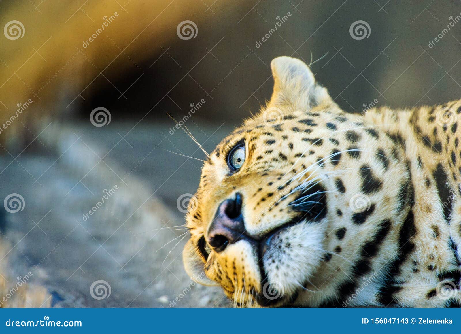 Beautiful leopard stock image. Image of game, animals - 156047143