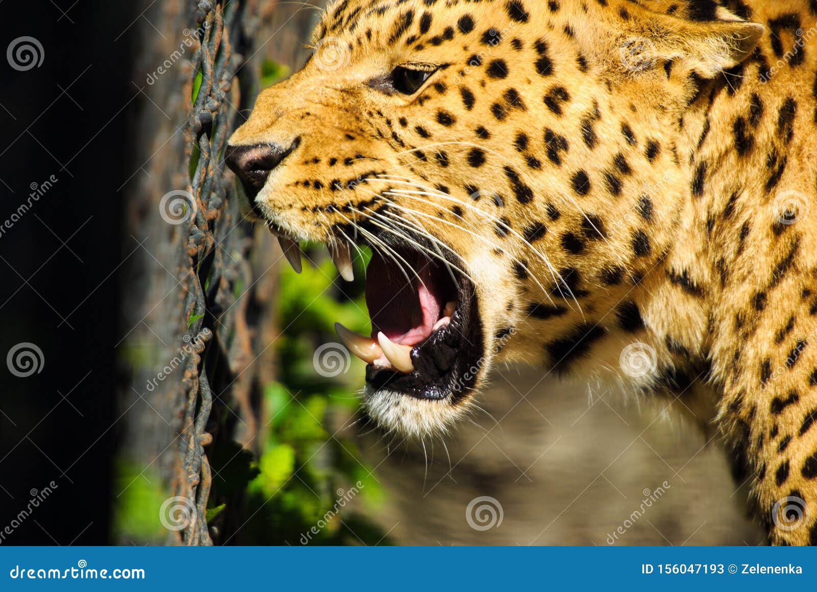 Beautiful leopard stock image. Image of national, beast - 156047193