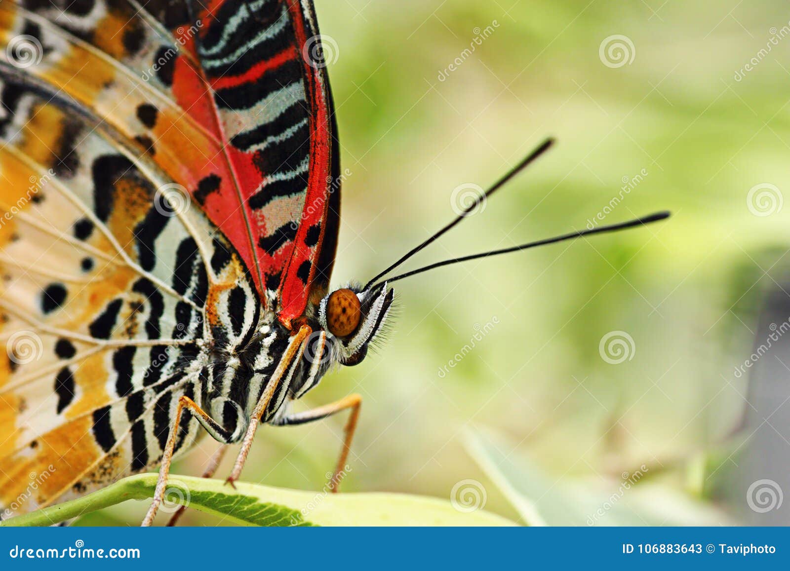 Beautiful Leopard Lacewing Butterfly Stock Image - Image of cethosia ...