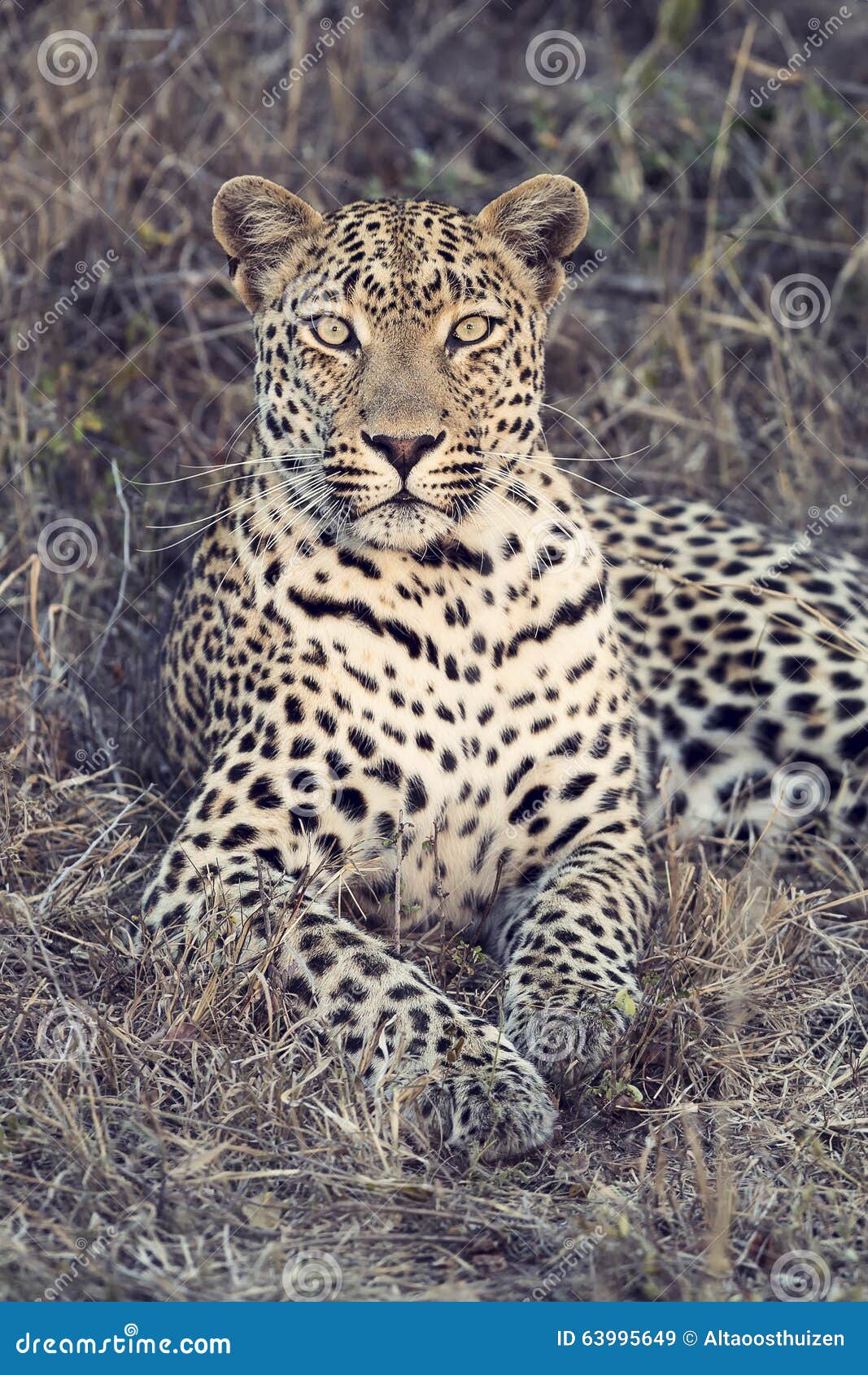 Beautiful Leopard Laying Down on Dry Grass Resting Artistic Conversion ...