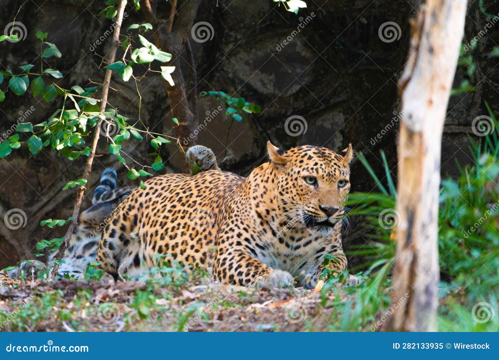 Beautiful Leopard Laying on the Ground in a Sunny Setting Stock Image ...