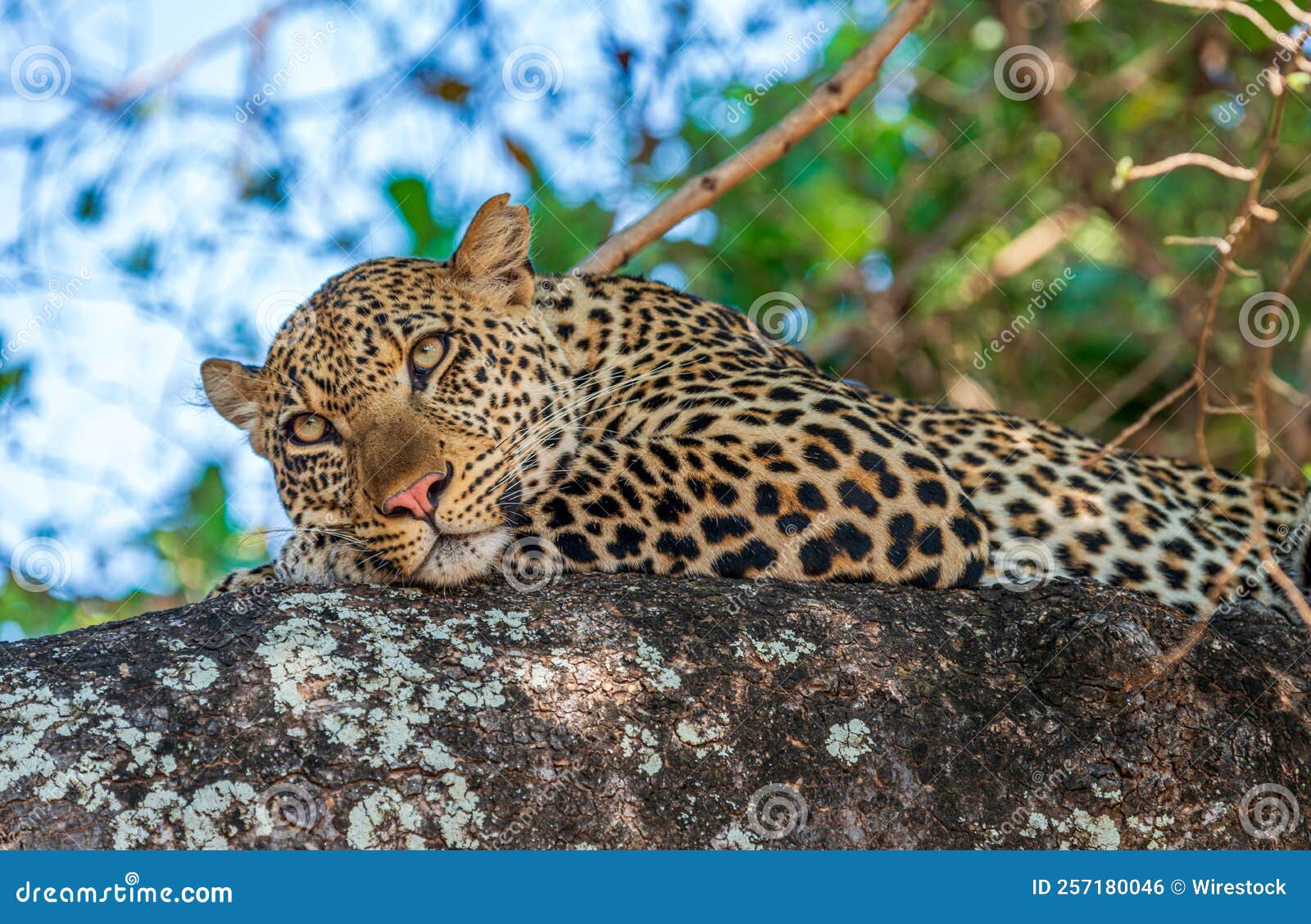 Beautiful Leopard Laying on the Tree Stock Photo - Image of safari ...